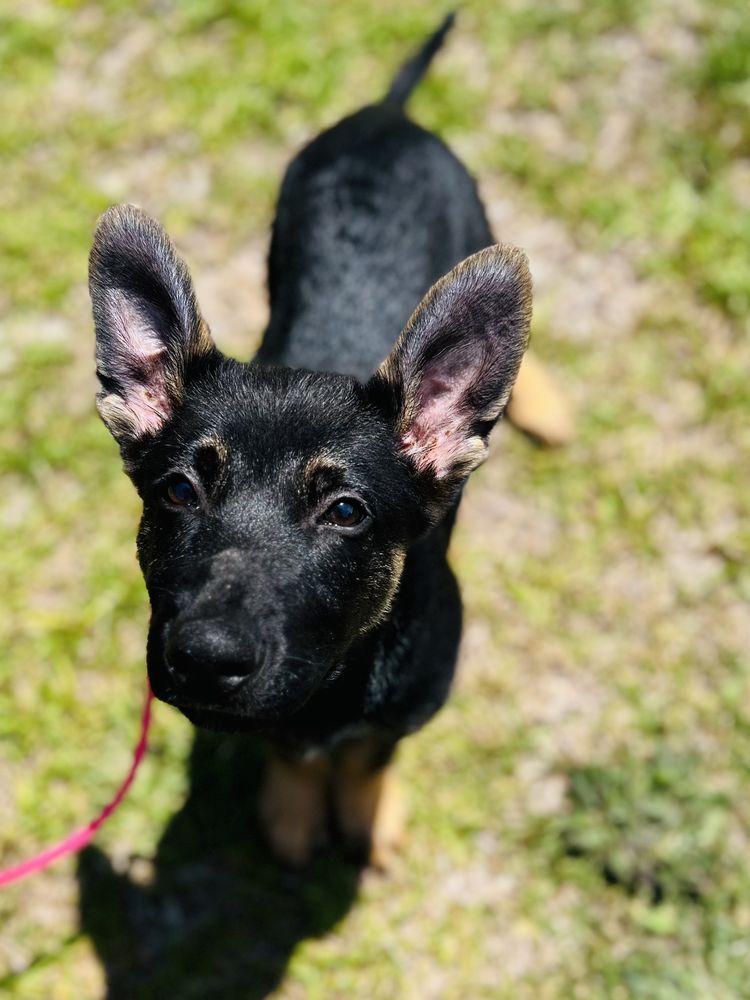 AIRBORNE K9 - Updated July 2024 - 28 Photos - 7024 Lark Ln, Sanford ...