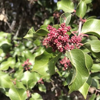 UCR BOTANIC GARDENS - Updated December 2025 - 699 Photos & 136 Reviews ...