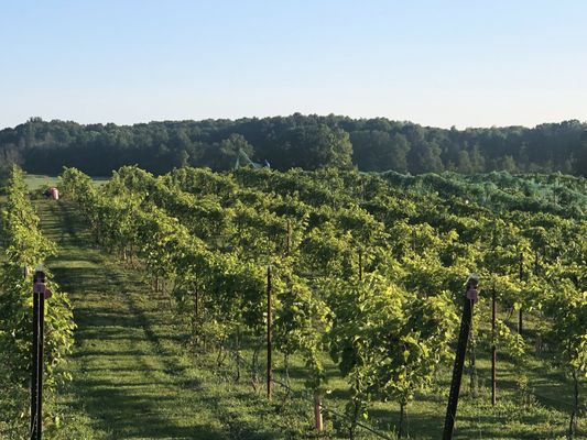 STONE HOUSE VINYARDS - Updated May 2025 - 19 Photos - 7850 21 Mile Rd ...
