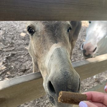 TURQUOISE ACRES RANCH - Updated October 2025 - 64 Photos - 3550 Schlipf ...