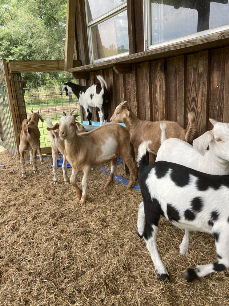 SUNNY GALE FARMS - Updated January 2026 - 21 Photos - 881 SW 1 Federal ...