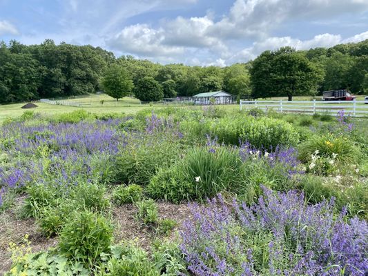 WHITE GATE FARM - Updated December 2025 - 35 Photos & 13 Reviews - 83 ...