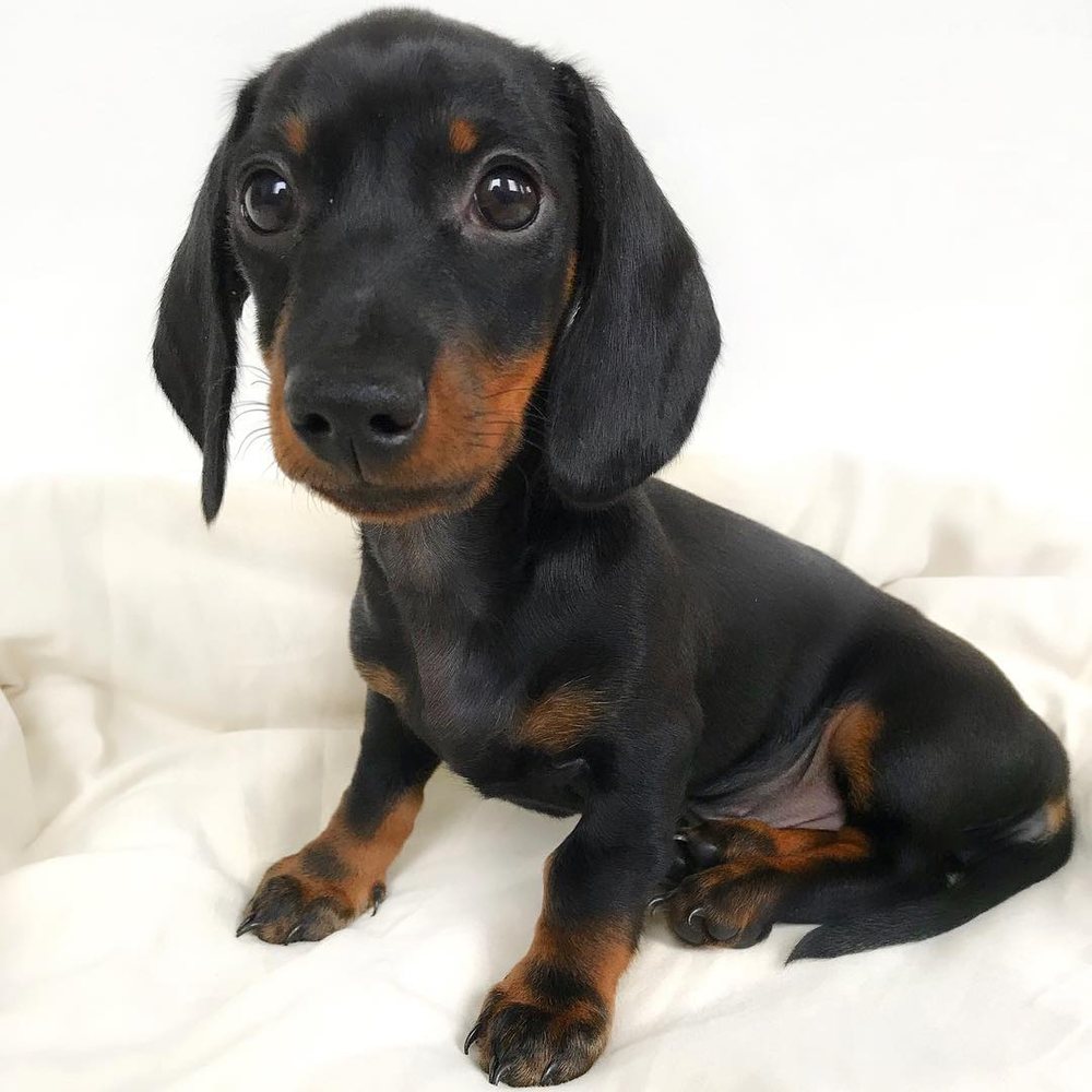 INDY MEGA ADOPTION EVENT - Updated April 2026 - 1202 E 38th St ...