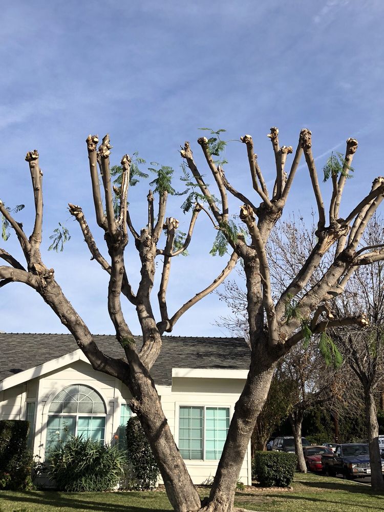 MIKE GALLO LANDSCAPE & TREE SERVICE - Updated September 2024 - 14 ...