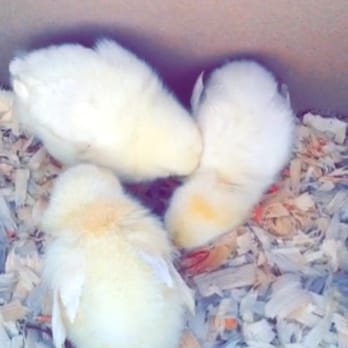 WILCO FARM STORE - BATTLE GROUND - Updated December 2025 - 25 Photos ...