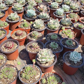 LA VISTA NURSERY - Updated December 2025 - 50 Photos & 10 Reviews ...