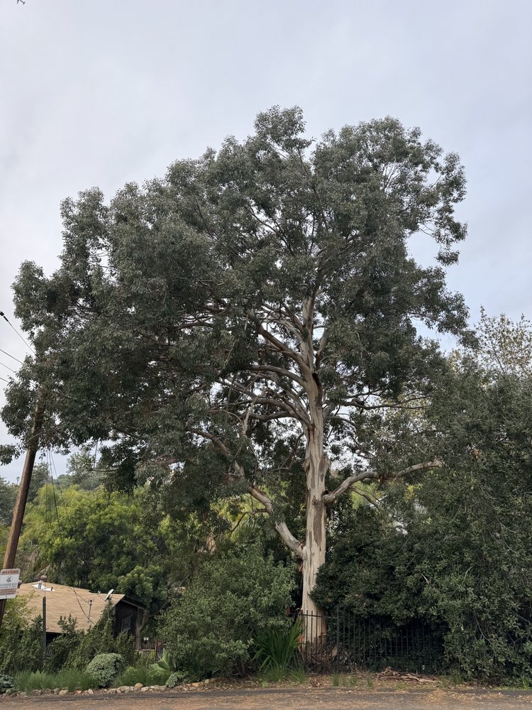 SELECT TREE SERVICE - Updated January 2026 - 205 Photos & 204 Reviews ...