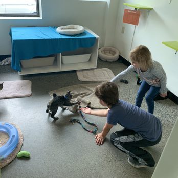 PAWS CAT CITY - Updated January 2026 - 44 Photos & 82 Reviews - 5200 ...