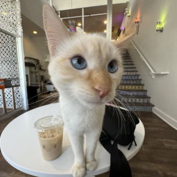 EL JEFE CAT LOUNGE - Updated October 2025 - 127 Photos & 52 Reviews ...