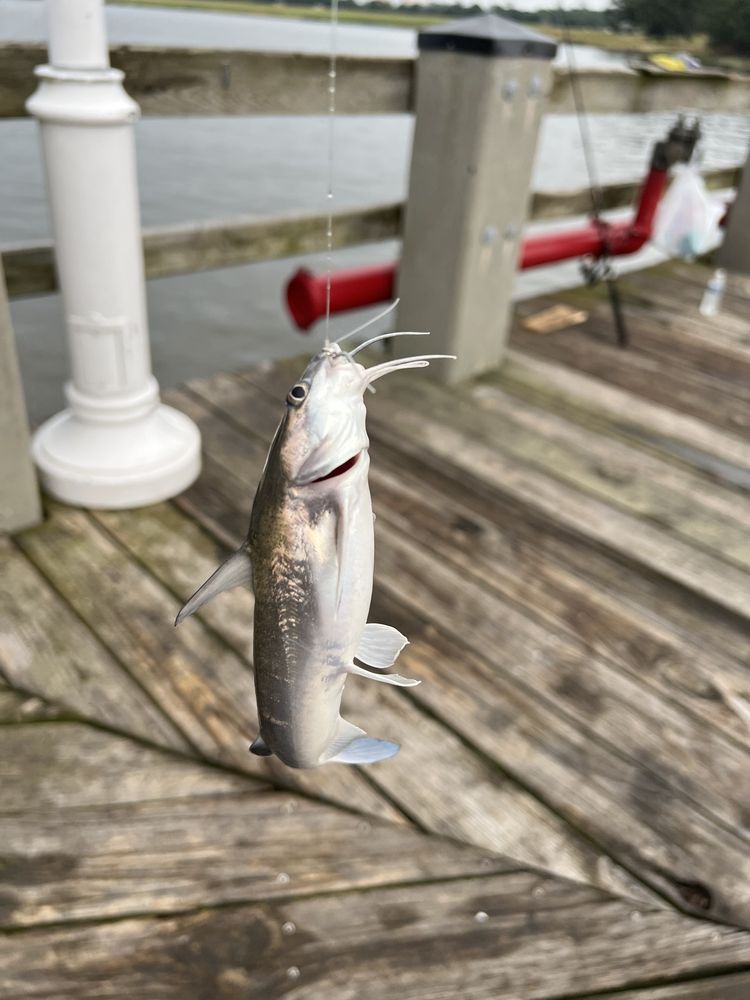 KEESLER OUTDOOR RECREATION AND MARINA 12 Photos 625 Marina Dr Biloxi Mississippi keesler-outdoor-recreation-and-marina-12-photos-625-marina-dr-biloxi-mississippi