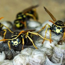 ISSAQUAH PEST CONTROL - 26 Photos & 265 Reviews - 1315 NW Mall St ...