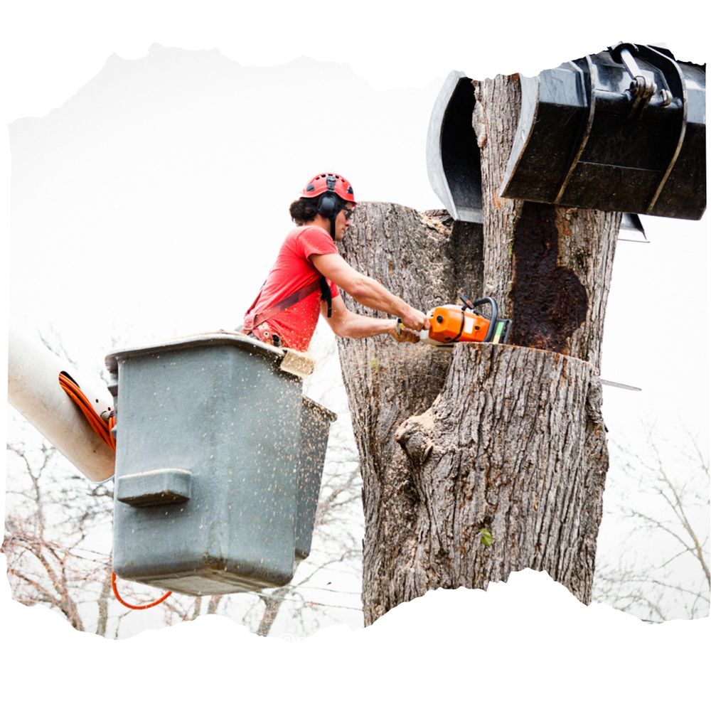 NEW VISIONS TREES AND LANDSCAPING - Updated July 2025 - Request a Quote ...