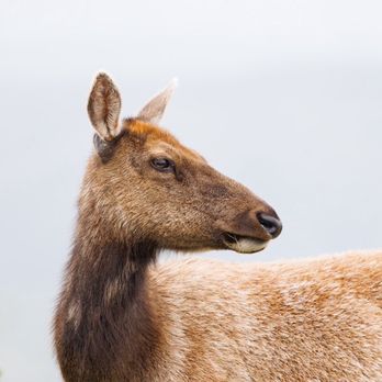 TOMALES POINT TRAIL - TULE ELK PRESERVE - Updated December 2025 - 948 ...