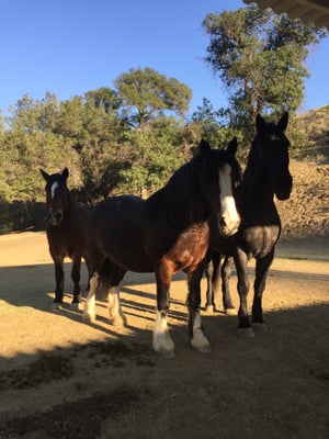 RUSTIC CANYON RANCH - Updated July 2025 - Browns Canyon Rd, Los Angeles ...
