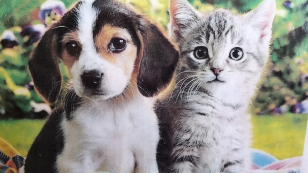 COLONIE ANIMAL HOSPITAL - Updated December 2025 - 12 Photos & 19 ...