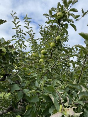 THE BIG’R APPLE FARM - Updated December 2025 - 13 Photos - 8674 ...