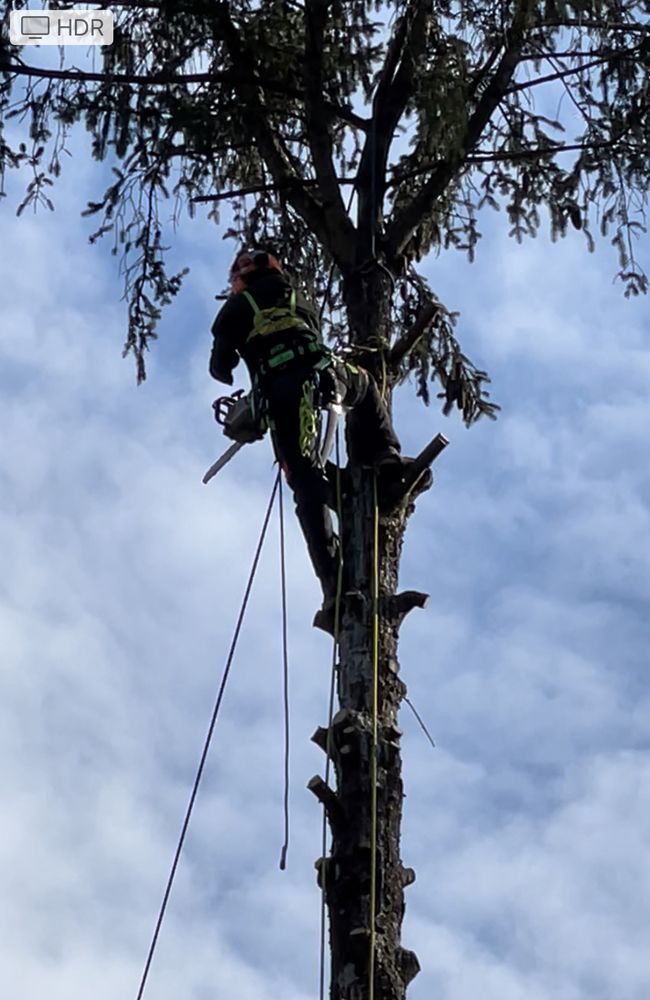MARGO’S TREE SURGERY - Updated June 2025 - Request a Quote - Emmaus ...