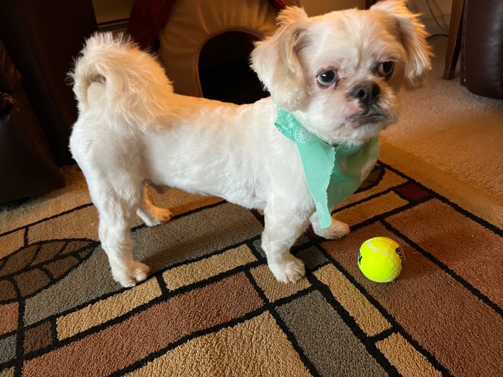 PAWS NEW ENGLAND - Haverhill, Massachusetts - Animal Shelters - Phone ...