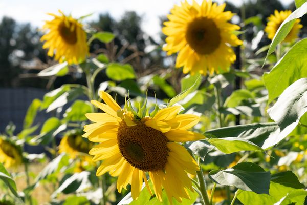 CONKLIN FARM U-PICK - Updated October 2025 - 105 Photos & 40 Reviews ...