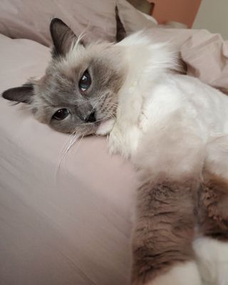 RADIOCAT - Updated September 2025 - 53 Reviews - 251 N Amphlett Blvd ...