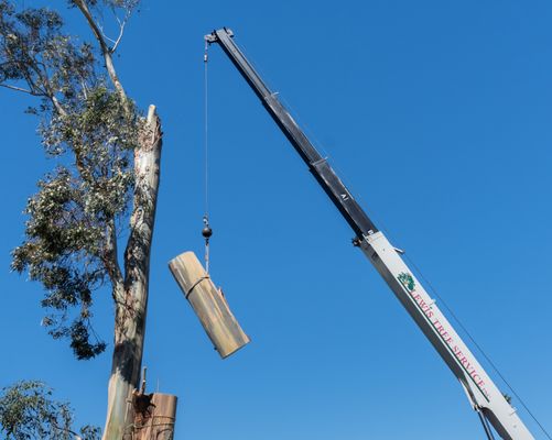 LEWIS TREE SERVICE - Updated September 2025 - 78 Photos & 61 Reviews ...