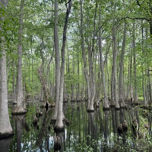 PEABODY PARK - Updated May 2025 - 10 Photos - 712 Tanglewood, Memphis ...