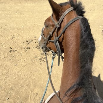 CIRCLE BAR B STABLES - Updated September 2024 - 667 Photos & 457 ...