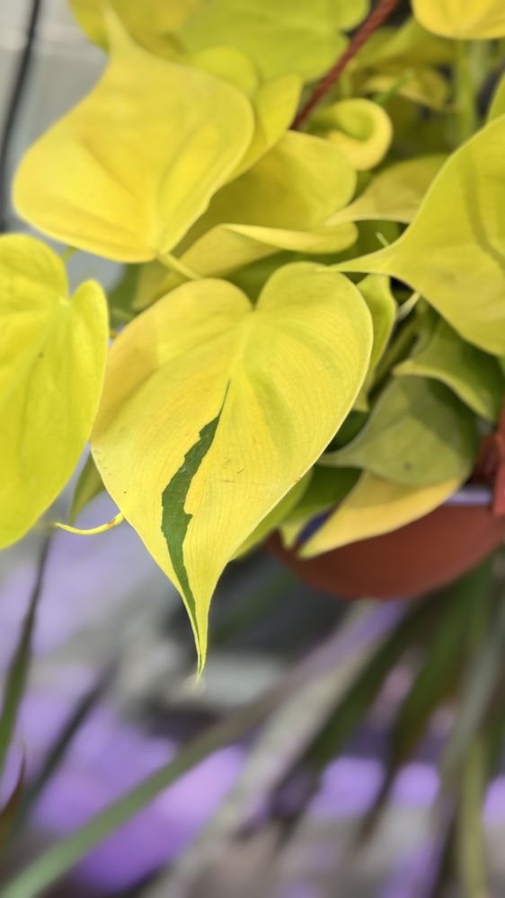 The Purple Cactus Company, Callahan | Roadtrippers