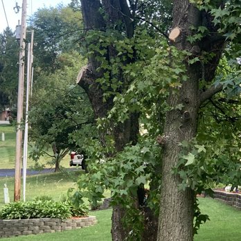 LEWIS TREE SERVICE - Updated April 2025 - 21 Photos & 29 Reviews - 300 ...