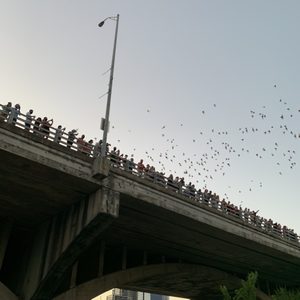 BATS UNDER THE CONGRESS AVENUE BRIDGE - 686 Photos & 474 Reviews ...