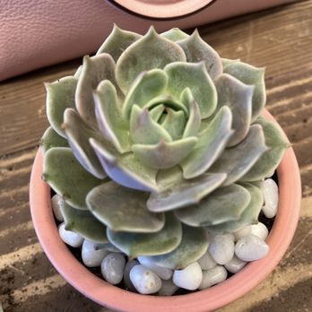 JADE & CLOVER - Updated December 2025 - 181 Photos & 45 Reviews - 100 W ...