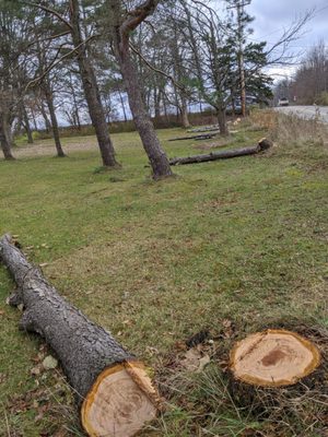 ASPLUNDH TREE EXPERT - Updated November 2024 - 80 Photos & 85 Reviews ...