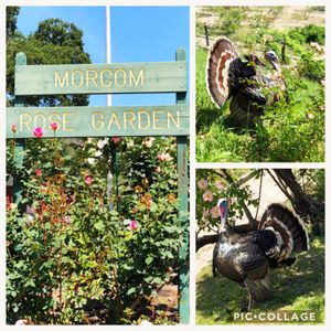 Morcom Municipal Rose Garden - 753 Photos & 124 Reviews - Parks - 700 ...