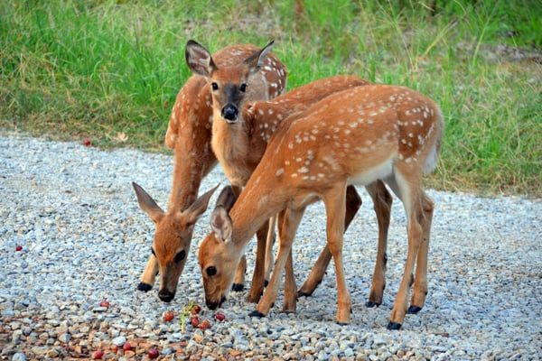 CHEROKEE LAKES RV PARK - Updated December 2025 - 17 Photos - 14000 ...