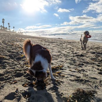HUNTINGTON DOG BEACH - Updated March 2026 - 2488 Photos & 1214 Reviews ...