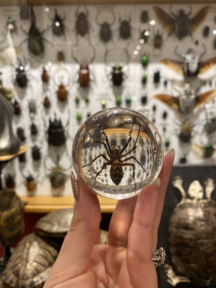 THE EVOLUTION STORE - Updated July 2024 - 325 Photos & 188 Reviews ...