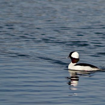 SHADOW CLIFFS REGIONAL RECREATION AREA - Updated August 2024 - 207 ...