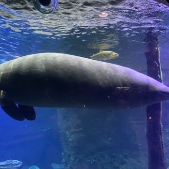 THE DALLAS WORLD AQUARIUM - 3372 Photos & 1192 Reviews - 1801 N Griffin ...