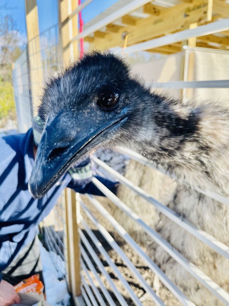 OBX LIZARD LAND - Updated February 2025 - 58 Photos & 11 Reviews - 2815 ...