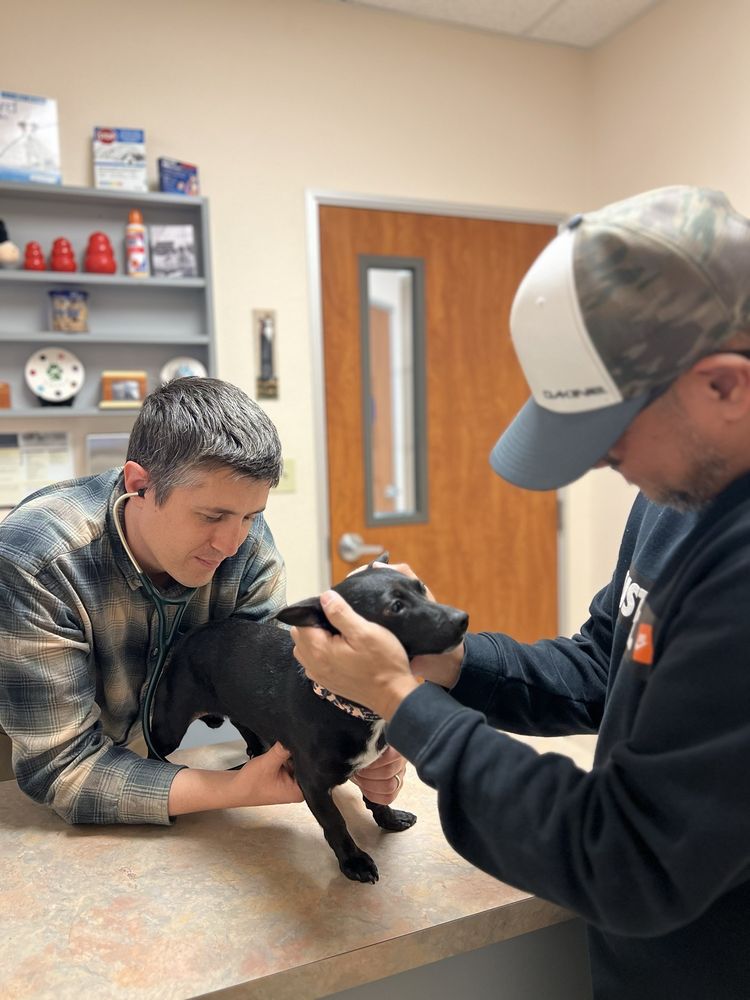 MUIR OAKS VETERINARY HOSPITAL - Updated December 2025 - 29 Photos & 126 ...