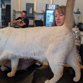 THE BISCUIT FACTORY CAT LOUNGE - Updated October 2025 - 40 Photos & 10 ...