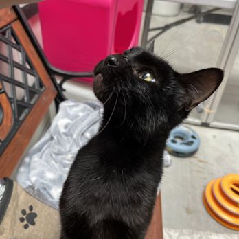 DOWNEY ANIMAL CARE CENTER - Updated July 2025 - 305 Photos & 299 ...