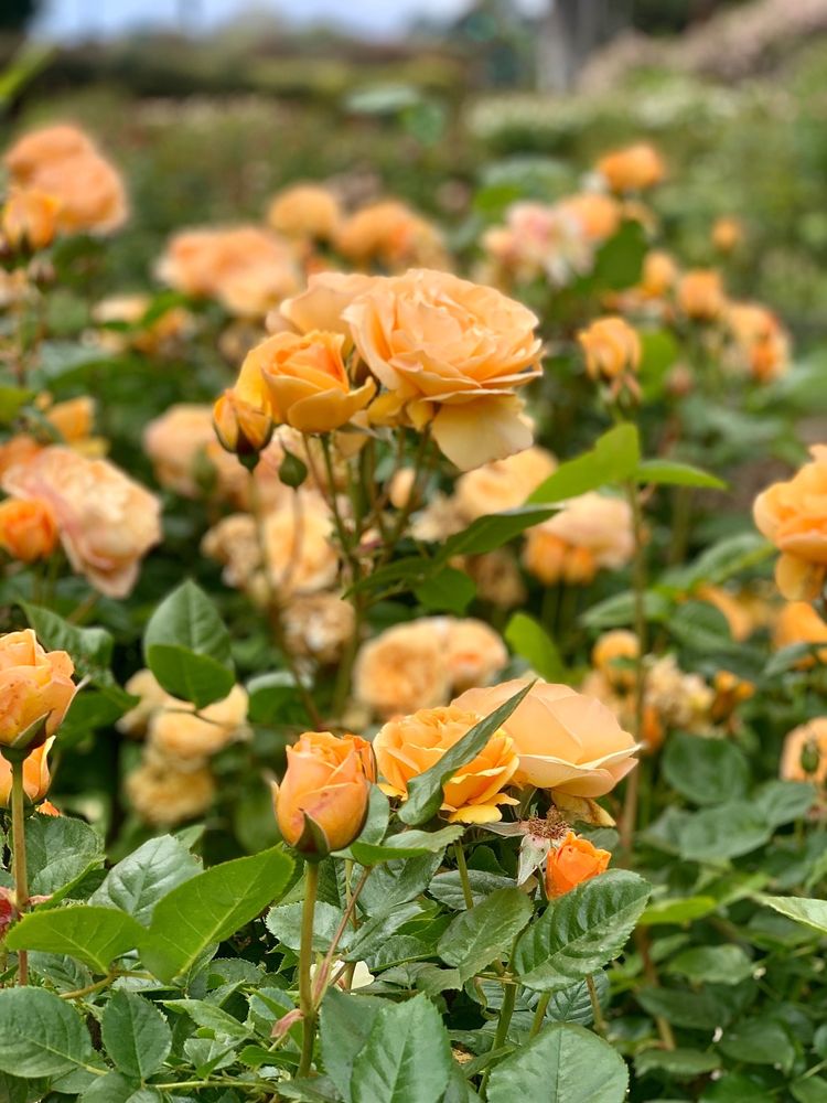 ROSE GARDEN - 488 Photos & 50 Reviews - Fulton St & Park Presidio Dr ...