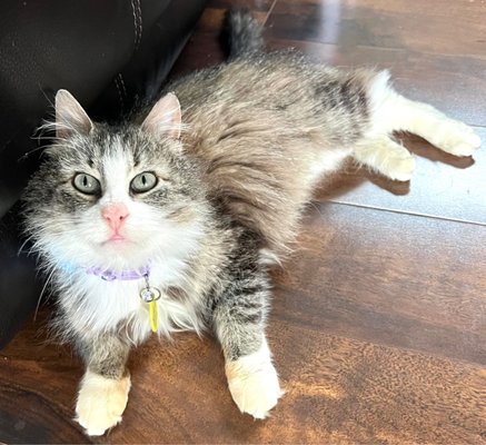 SIMPLY CATS ADOPTION CENTER - 26 Photos & 21 Reviews - 2833 S Victory ...