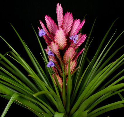 TROPIFLORA - Updated May 2026 - 48 Photos & 20 Reviews - 3530 Tallevast ...