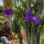 RF ORCHIDS - 633 Photos & 64 Reviews - 28100 SW 182nd Ave, Homestead ...