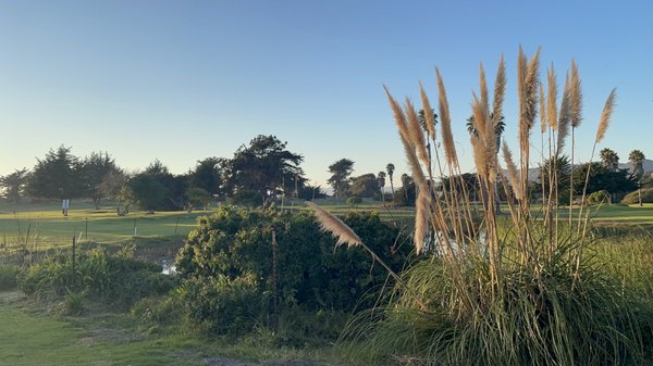 PISMO STATE BEACH GOLF COURSE - 38 Photos & 32 Reviews - Le Sage Dr ...