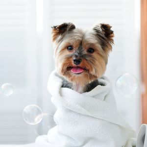 THE PAMPERED PET GROOMING & SPA - 301 Photos & 154 Reviews - Pet ...