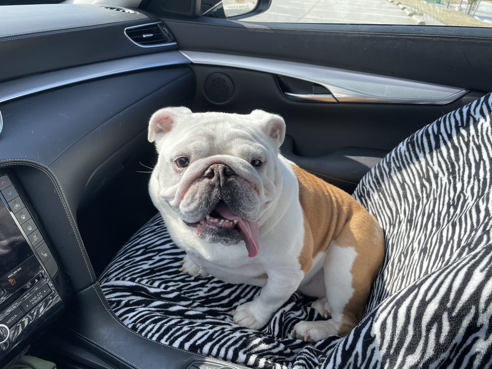 DILLY’S DRIVE-IN - PENINSULA - Updated December 2025 - 18 Photos & 33 ...