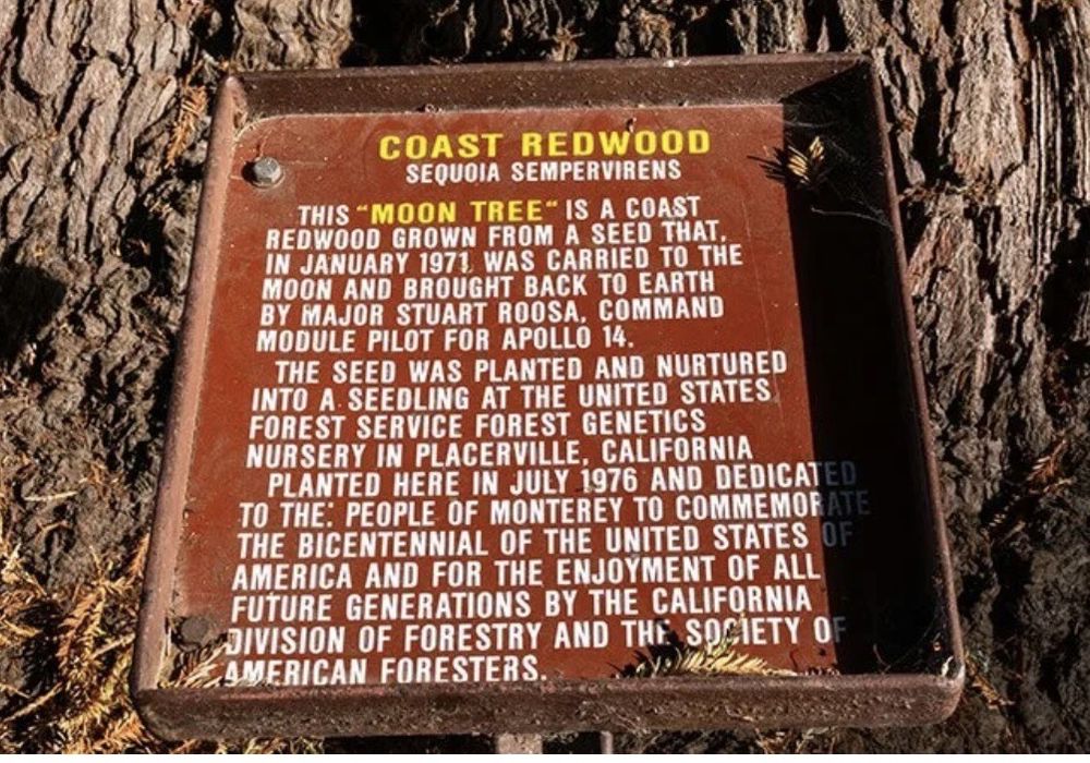 THE MOON TREE - Updated March 2024 - 536-570 Pacific St, Monterey ...